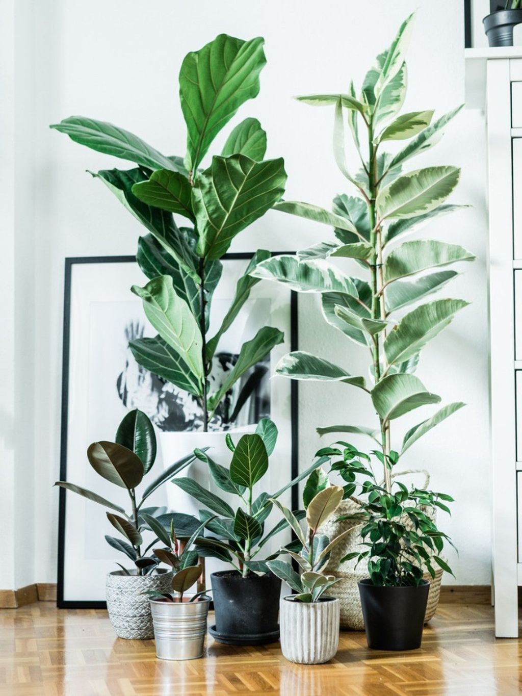 Grow A Long-Lived Potted Ficus Tree - How Big Does Ficus Get Indoors ...