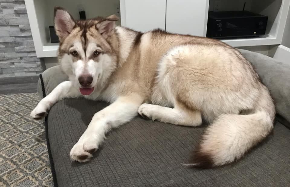 Alaska Dog and Puppy Rescue: helping find forever homes | PetsRadar