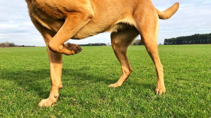 Joint pain in dogs: How to help arthritis and other problems | PetsRadar