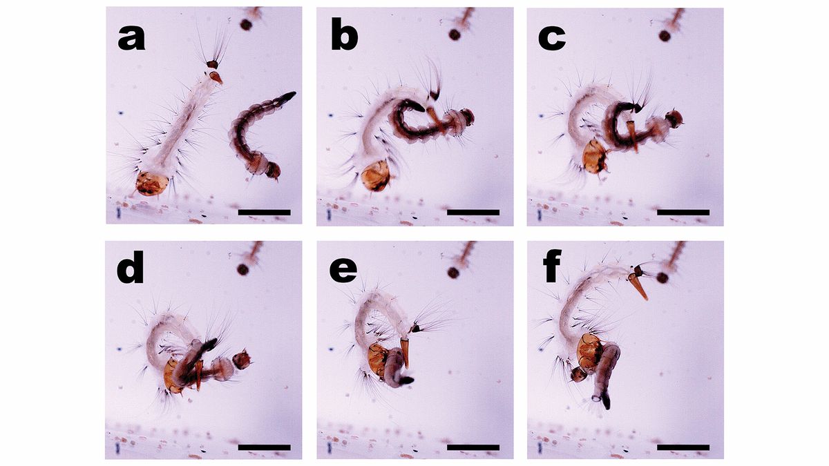 Mosquito larvae launch their heads like tiny harpoons to nab prey ...