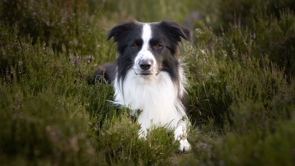 10 best behaved dog breeds according to a behaviorist | PetsRadar