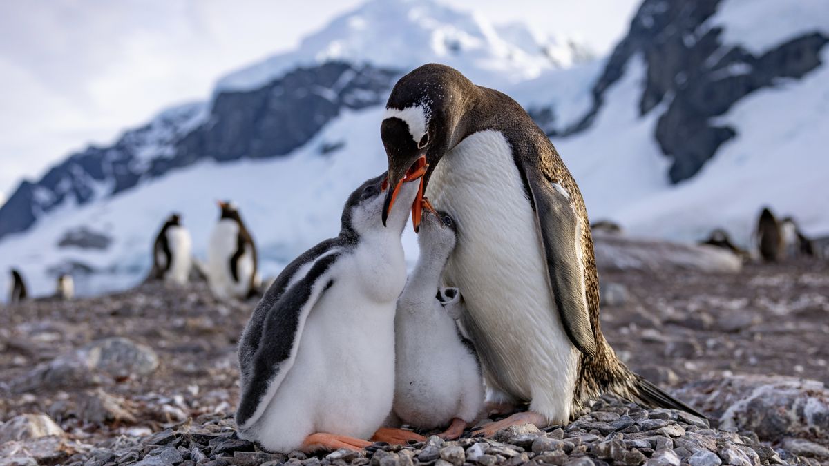 Secrets of the Penguins: release date, episode guide, more | What to Watch