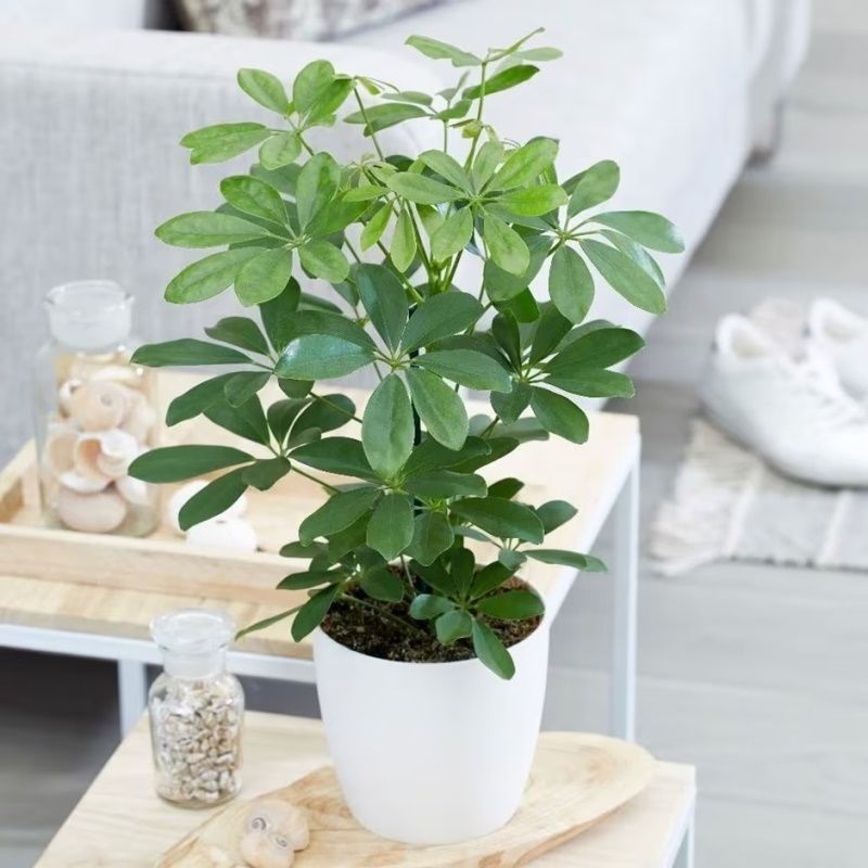 How to care for an umbrella plant: Expert advice | Homes and Gardens