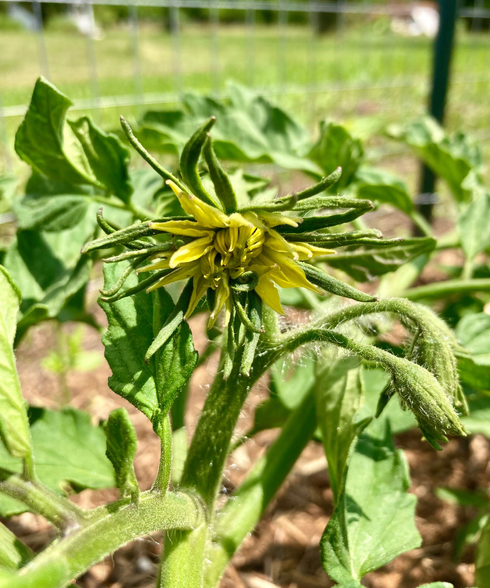 What Are Tomato Megablooms? And What They Mean For Plants | Gardening ...