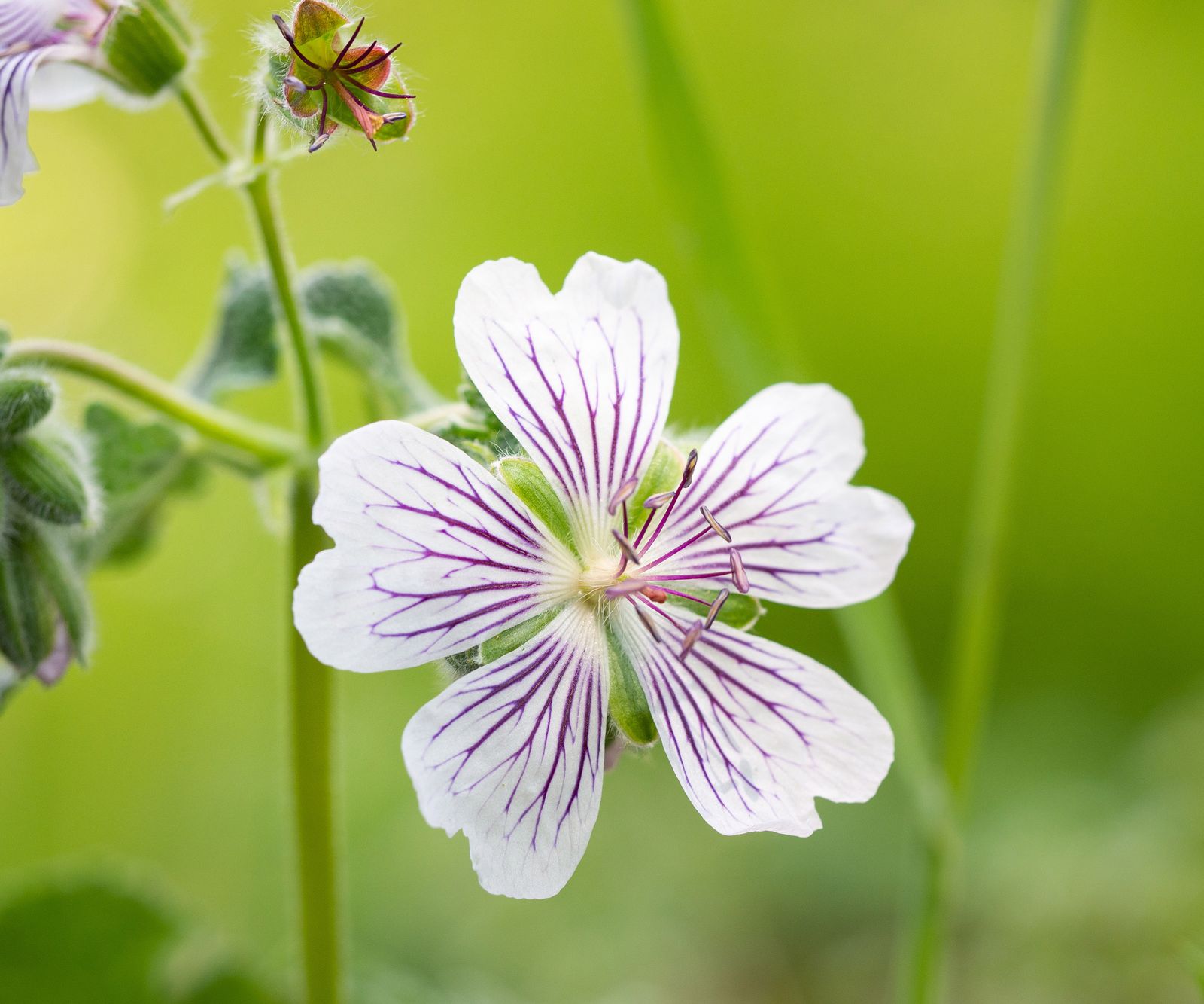 Hardy geranium varieties: 15 cranesbills for every garden | Homes and Gardens