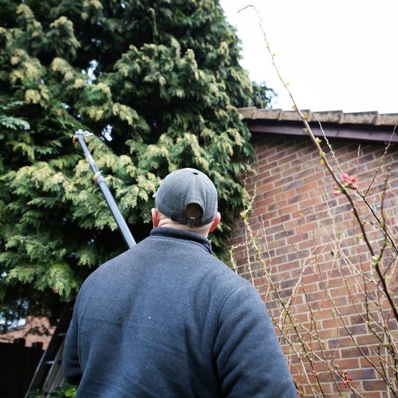 Cutting Back The Trees | Gardening Know How