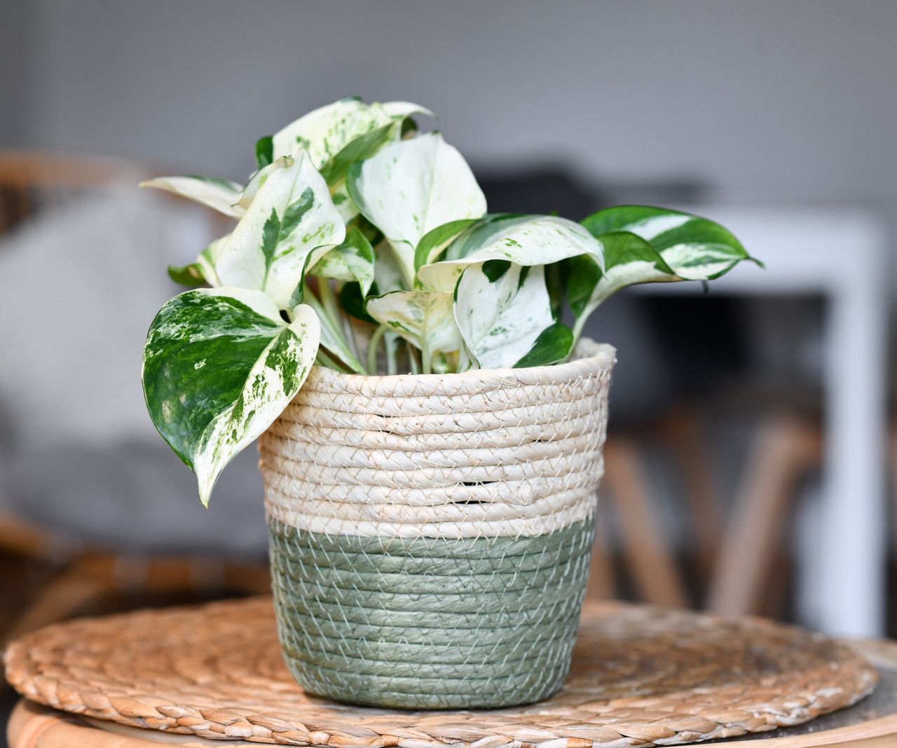 8 Pothos Varieties Every Plant Lover Should Grow | Gardening Know How