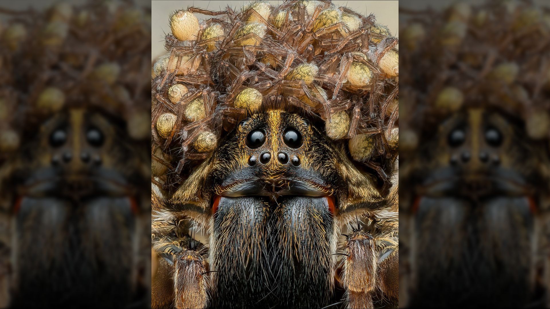 Wolf spider mama wearing crown of babies captured in stunning photo | Live Science