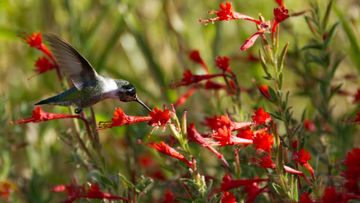 Trees that attract hummingbirds: 8 flowering choices | Homes and Gardens