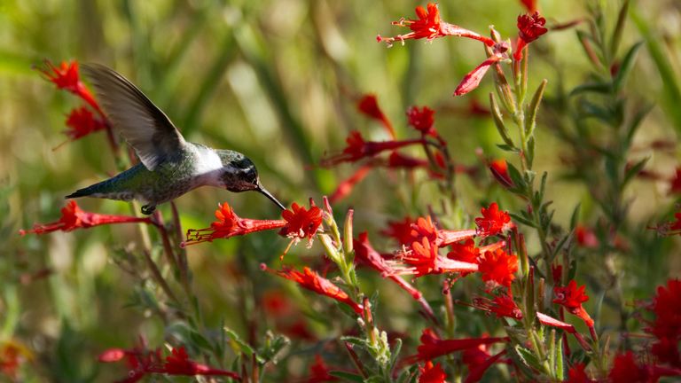Trees that attract hummingbirds: 8 flowering choices | Homes and Gardens