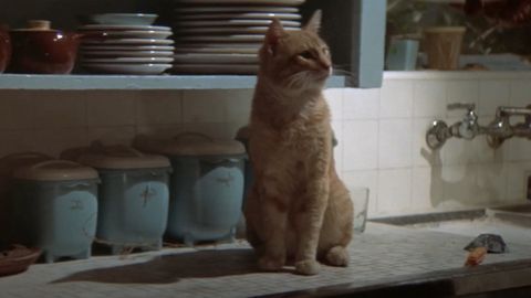 32 Amazing Cats In Hollywood History | Cinemablend