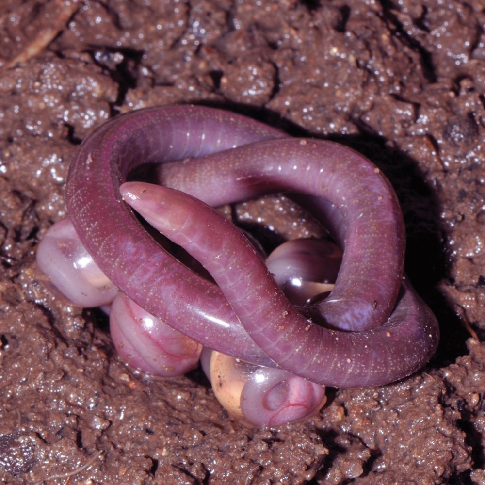 Slithery, Slimy: Images of Legless Amphibians | Live Science