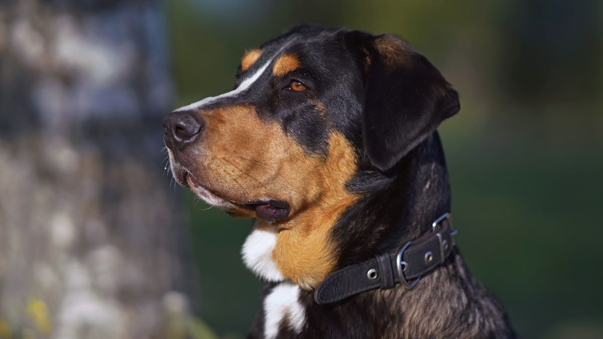 32 things to know about Greater Swiss Mountain dogs | PetsRadar