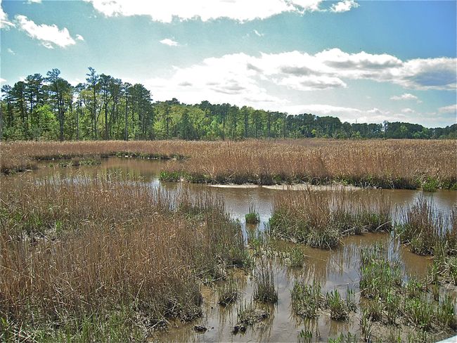 Photos: Spectacular saltwater marshes of the Eastern US | Live Science