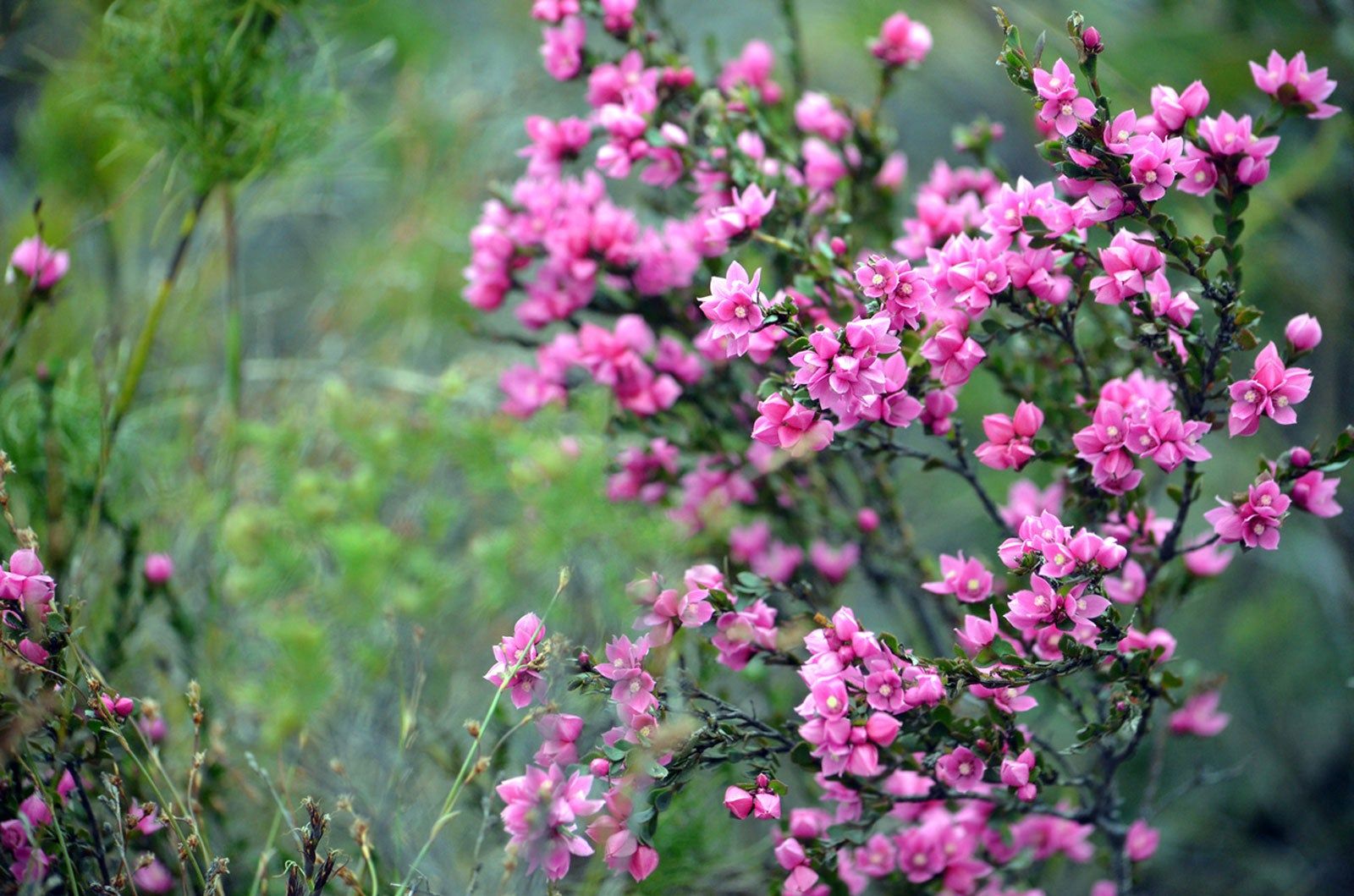What Are Boronias – Learn About Boronia Growing In The Garden ...
