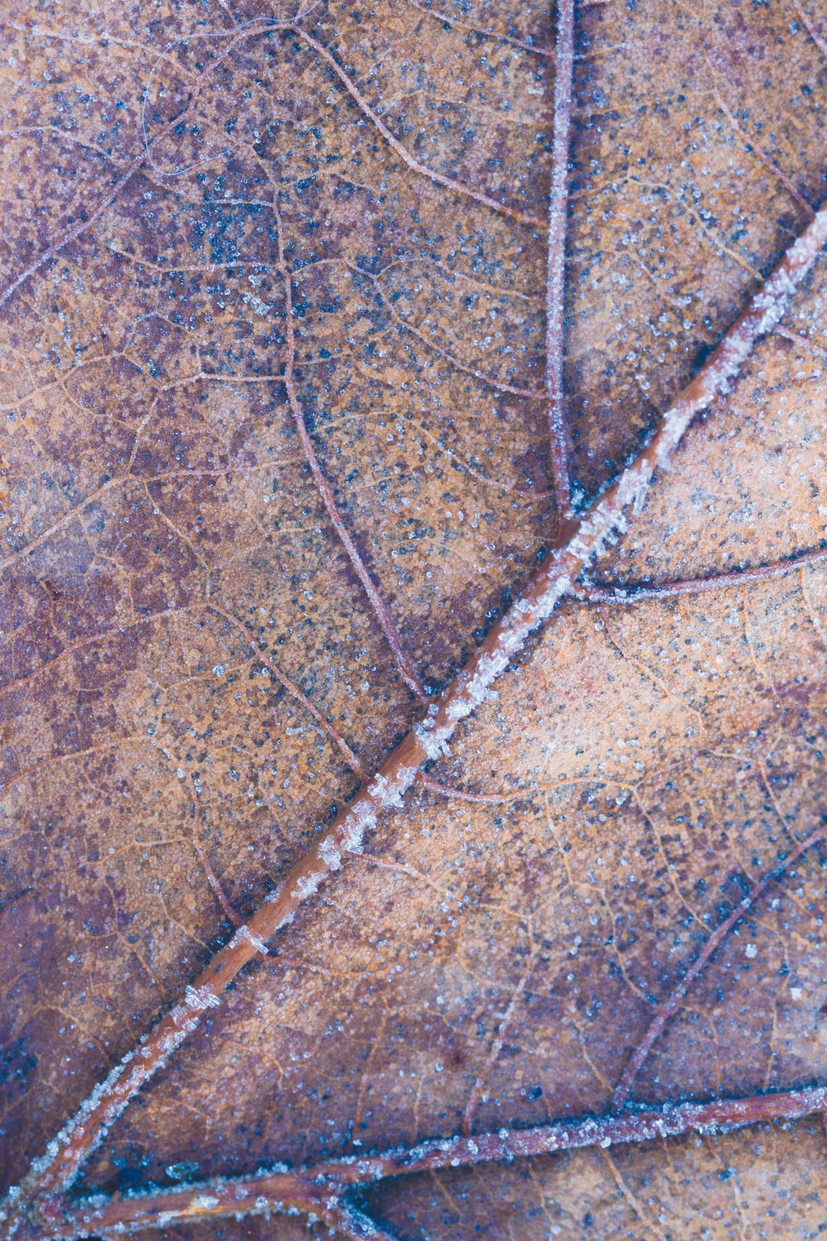 How to add a touch of frost to landscapes | Digital Camera World