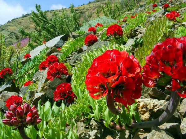 In Images: Stunning Flower Fields of the Atacama Desert | Live Science