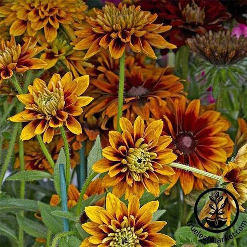 Expert advice for when to plant black-eyed Susan seeds | Homes and Gardens