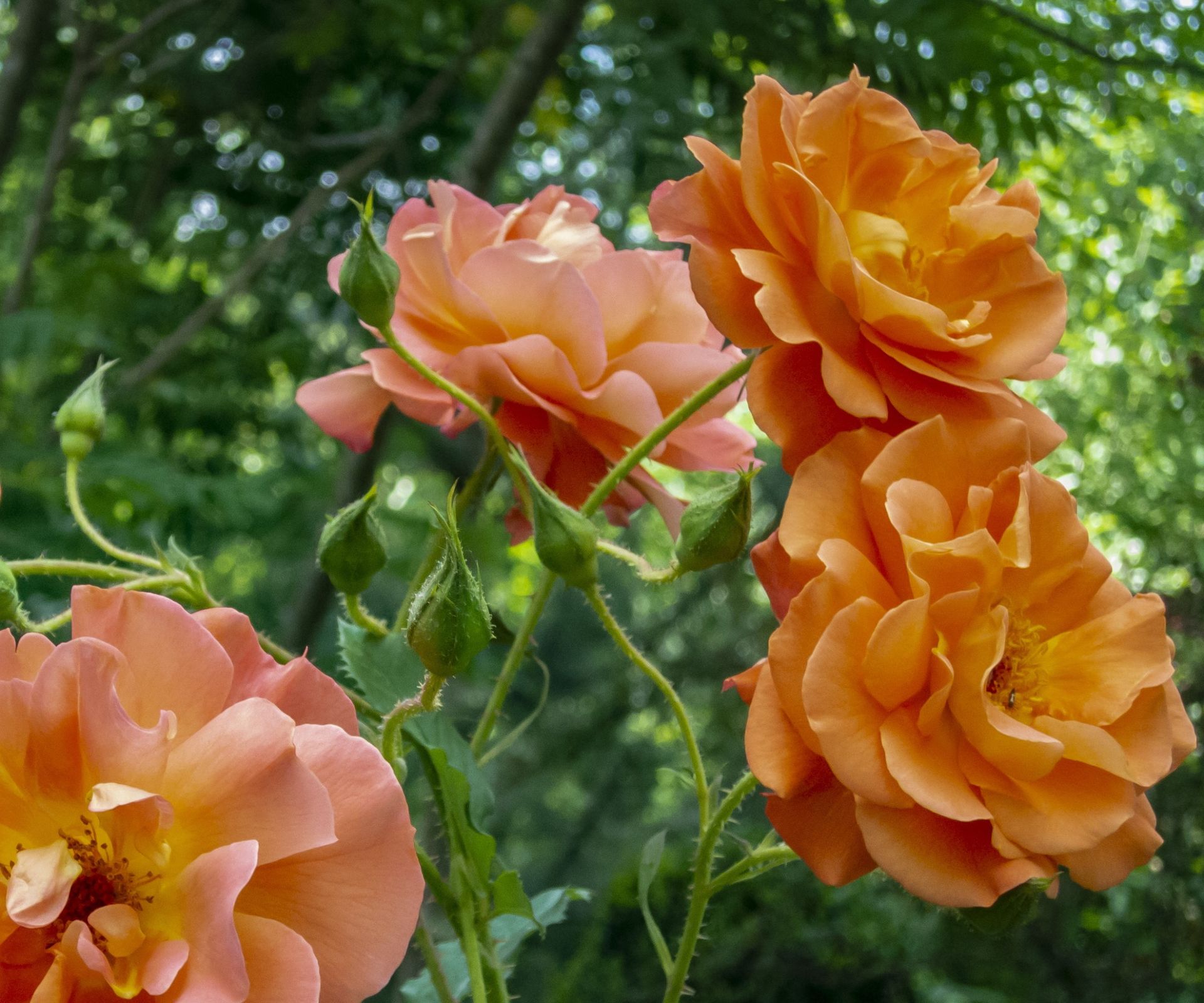 Can roses grow in the shade? Expert gardeners offer advice | Homes and ...