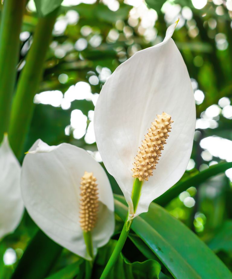 What to do with a peace lily after flowering: Expert tips | Homes and ...