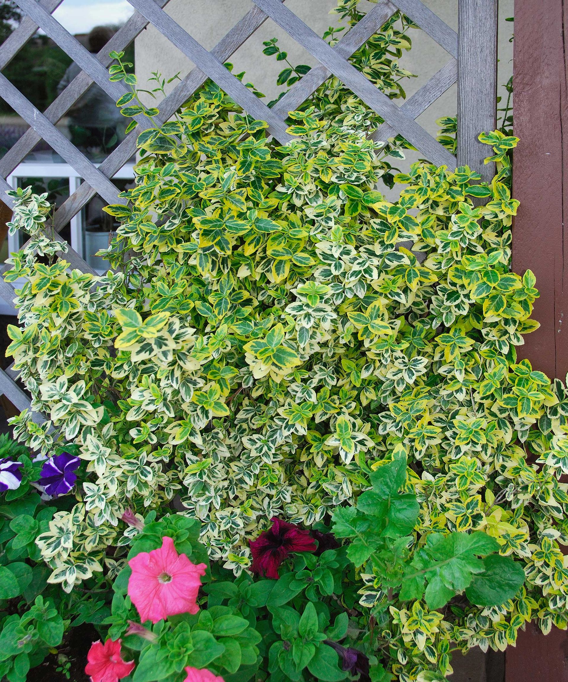 Euonymus care and growing guide: expert tips | Gardeningetc