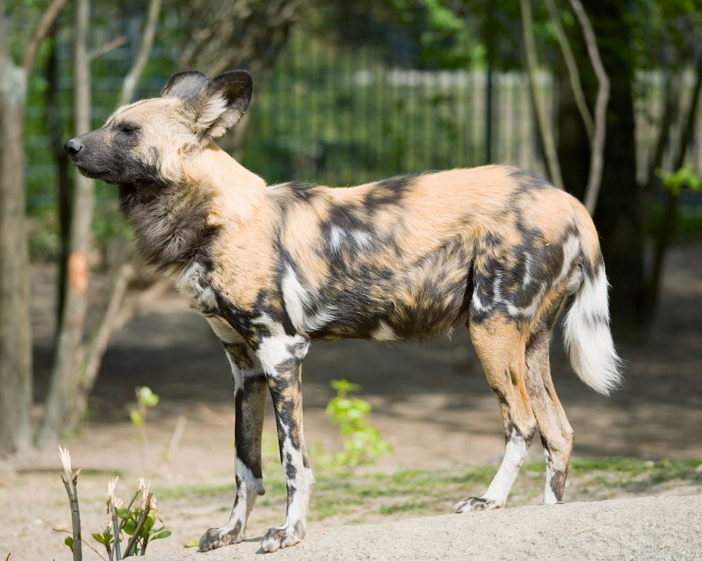 Look Quick: Gallery of the Fastest Beasts on Land | Live Science