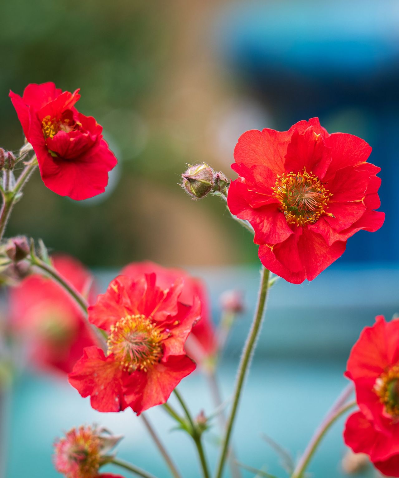 This Colorful Perennial Is Quietly Replacing Petunias, For Good Reason ...