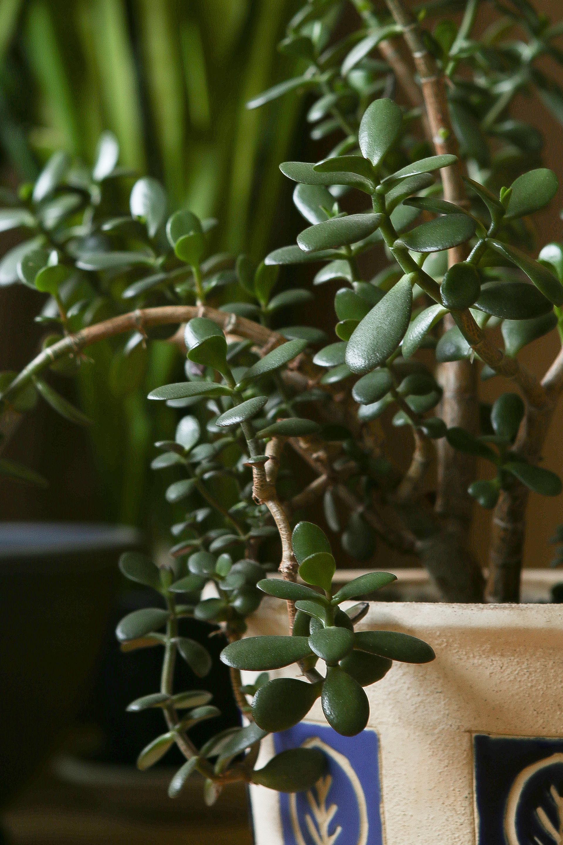 Where to Place a Jade Plant in a Home? Experts Explain | Livingetc