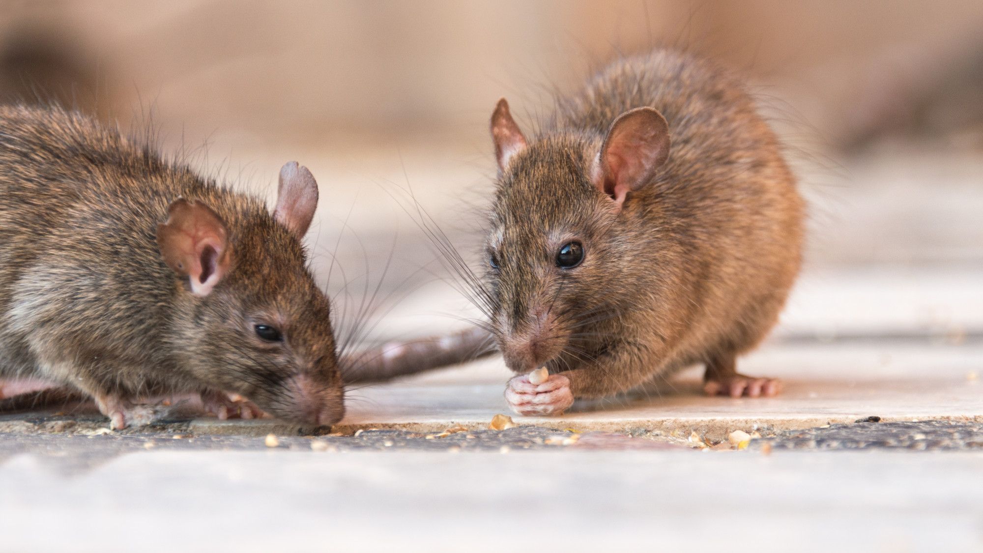 The Week contest: Rat police | The Week