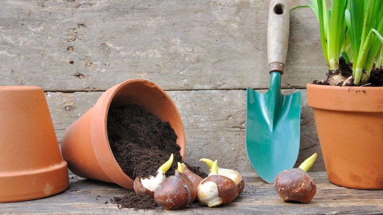 How to plant bulbs in pots: for continuing color and impact | Homes and ...