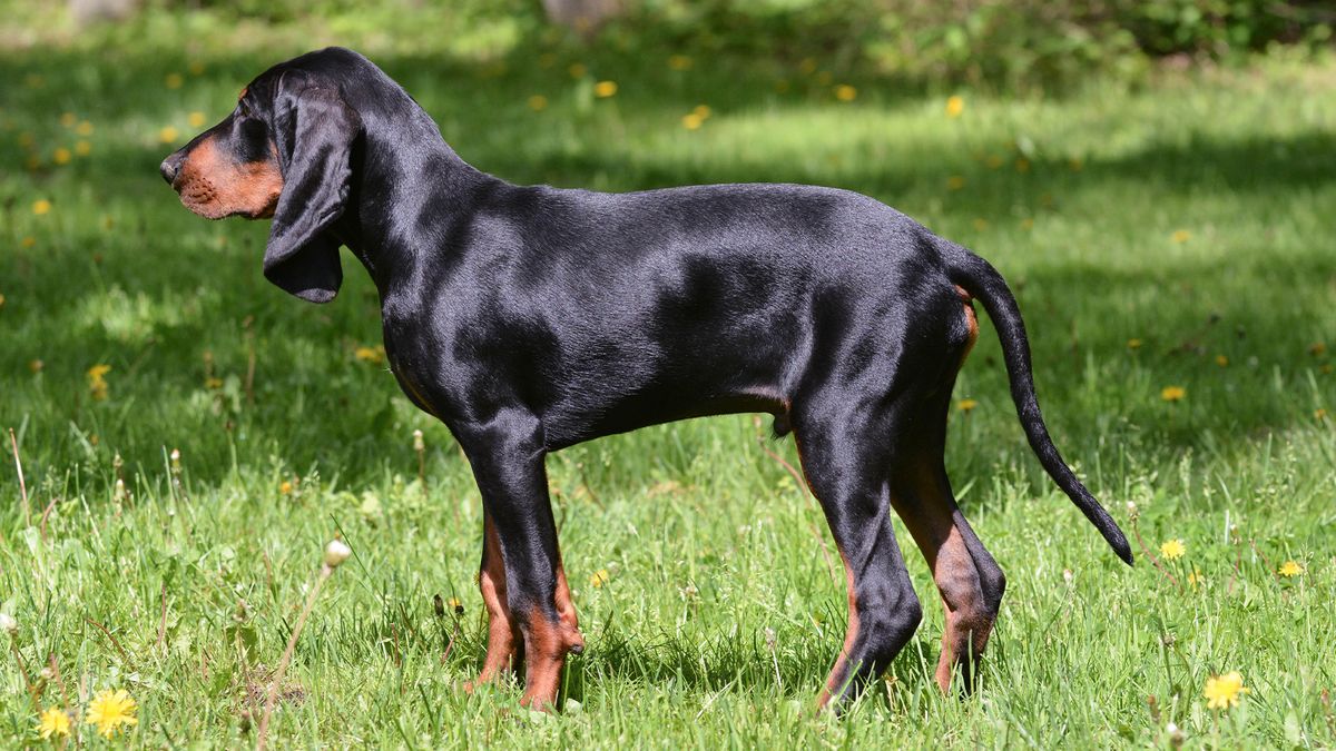 18 scent hounds known for their powerful noses | PetsRadar