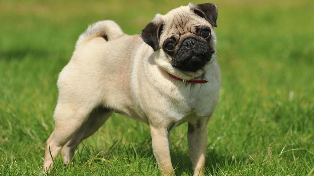 Shorthaired dog breeds of all shapes and sizes | PetsRadar