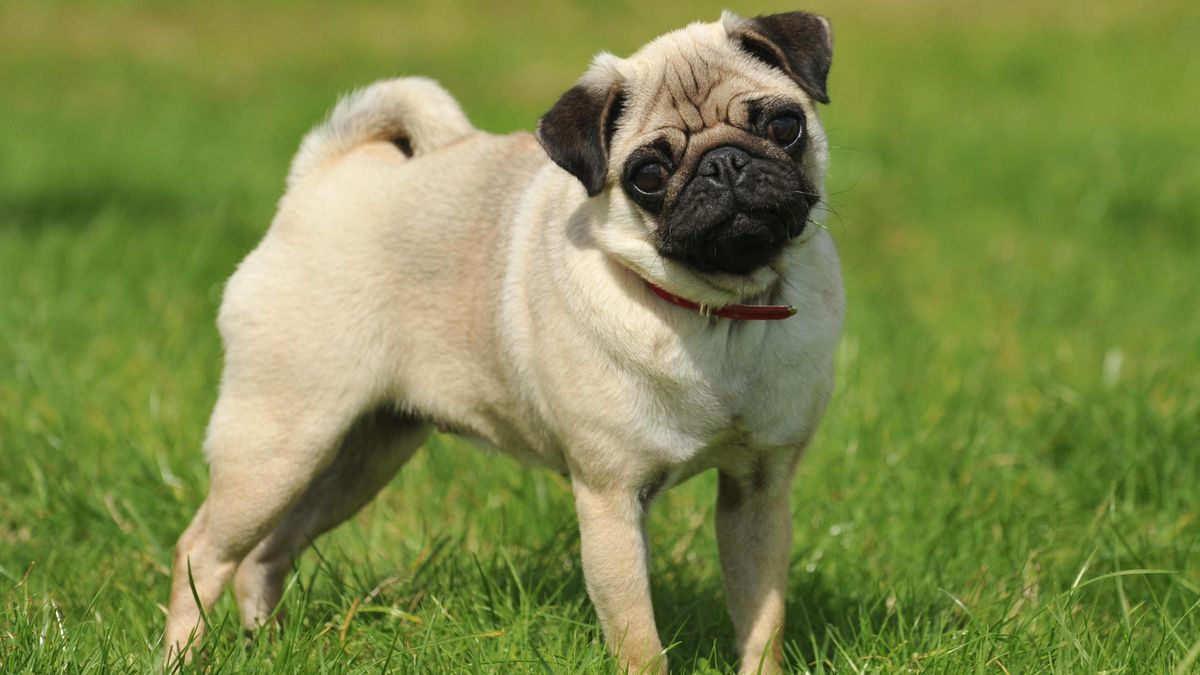 Shorthaired dog breeds of all shapes and sizes | PetsRadar