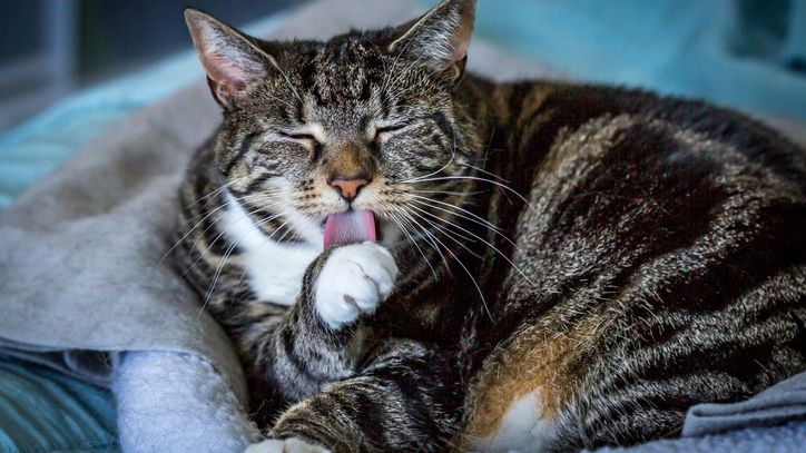 Think you’re allergic to cats? These are the symptoms to look out for ...
