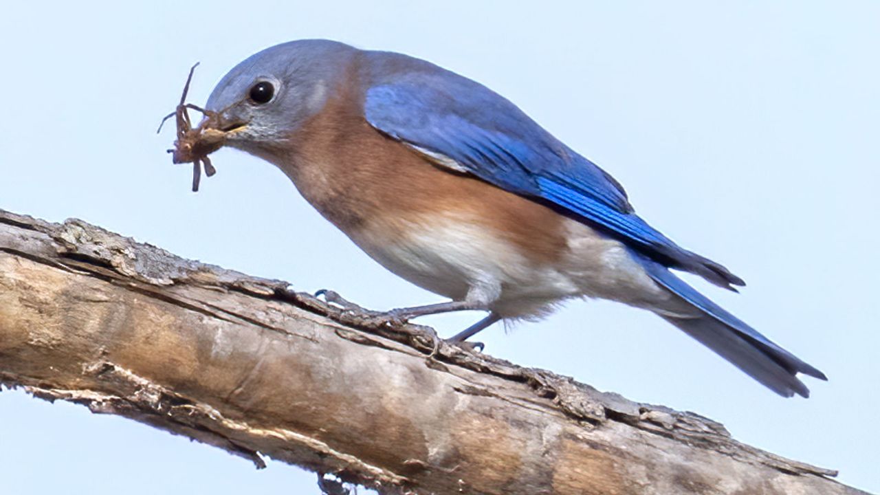 Bring Birds That Eat Bugs To The Yard For A Thriving Yard! | Gardening ...