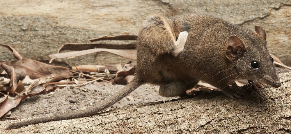 Antechinus Photos: New Marsupials Die for Sex | Live Science