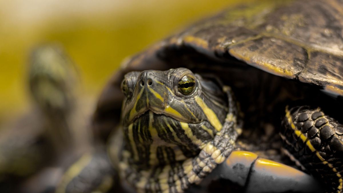32 tips for taking care of pet turtles | PetsRadar