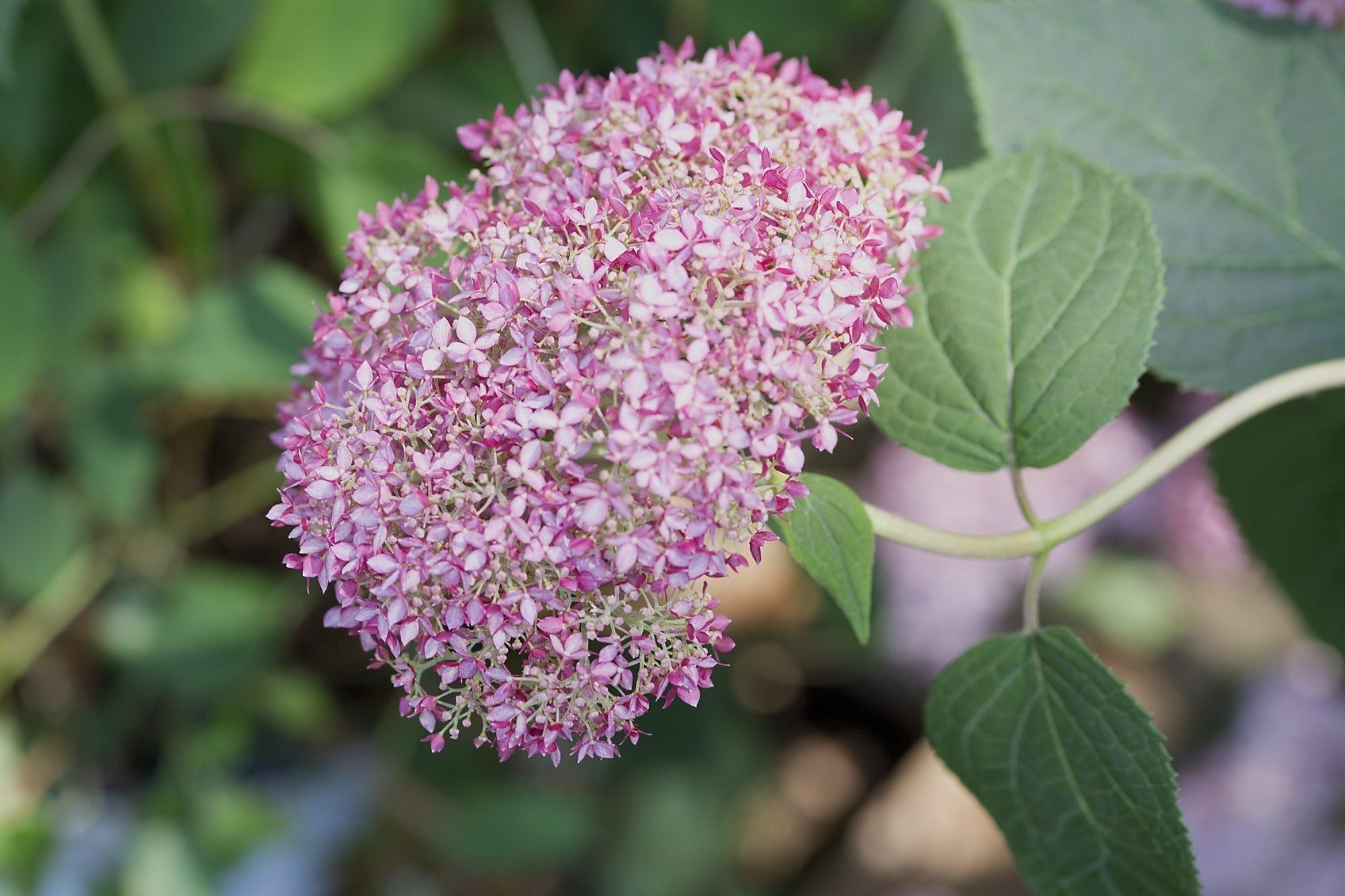 Hydrangeas For Zone 3 Gardens: Caring For Hydrangeas In Cold Climates ...