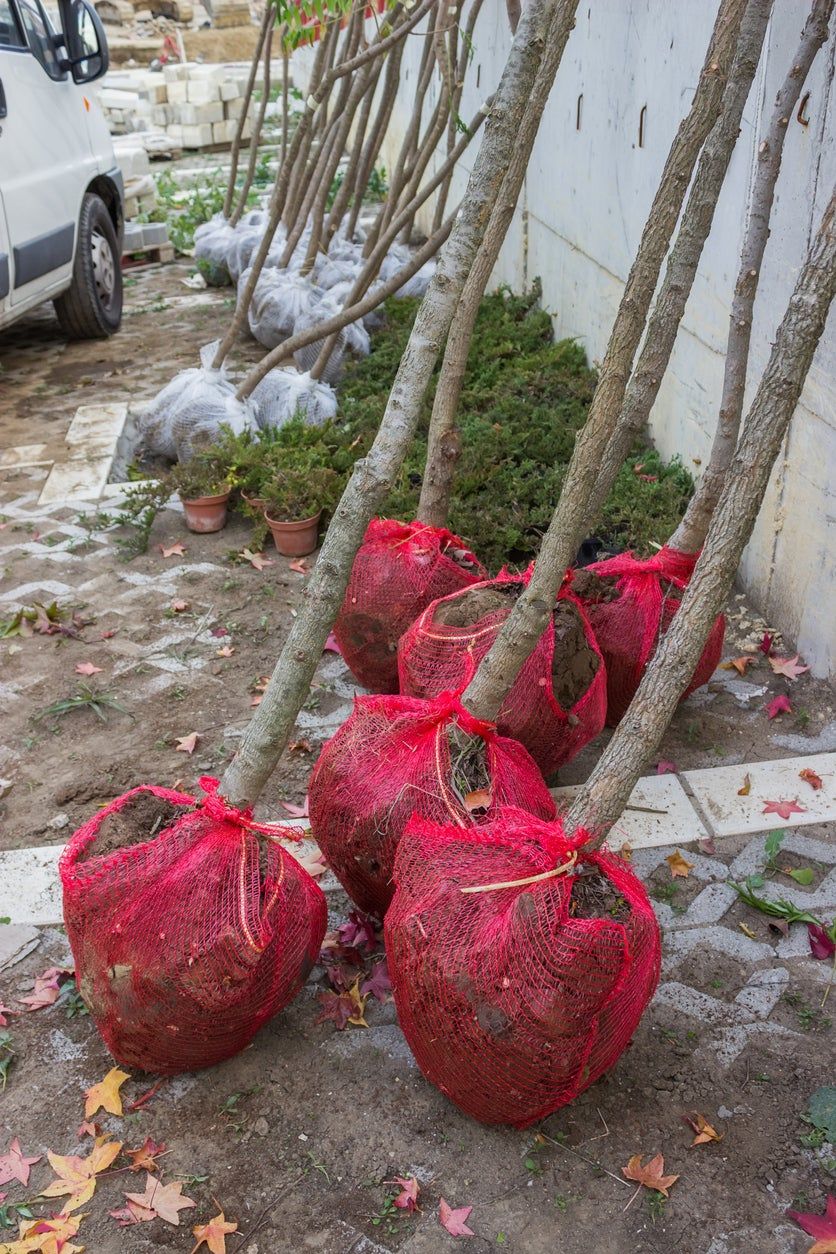 What Is A Root Ball: How To Recognize A Root Ball In Plants | Gardening ...