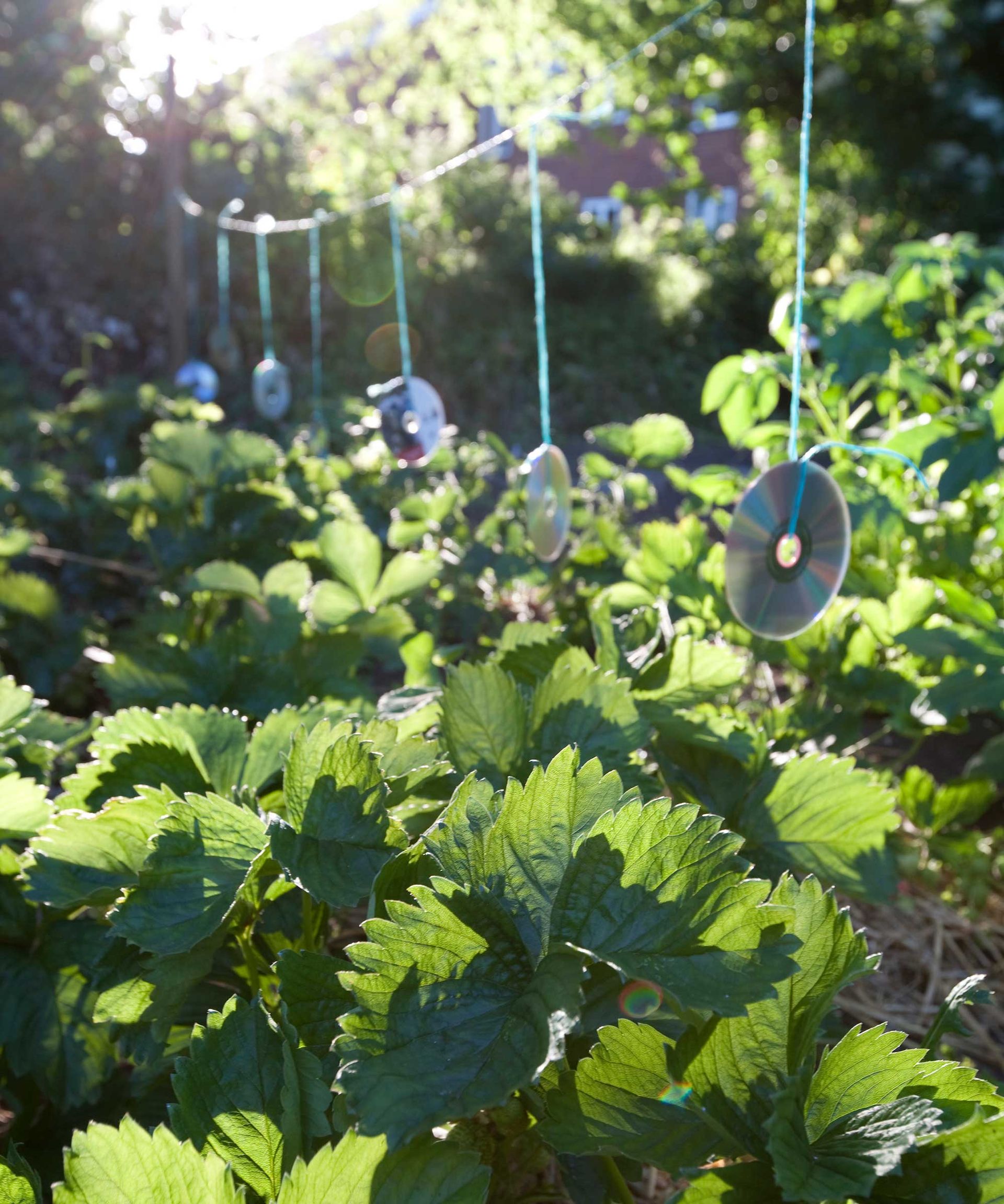 DIY deer deterrents: simple ways to keep these animals away | Homes and ...