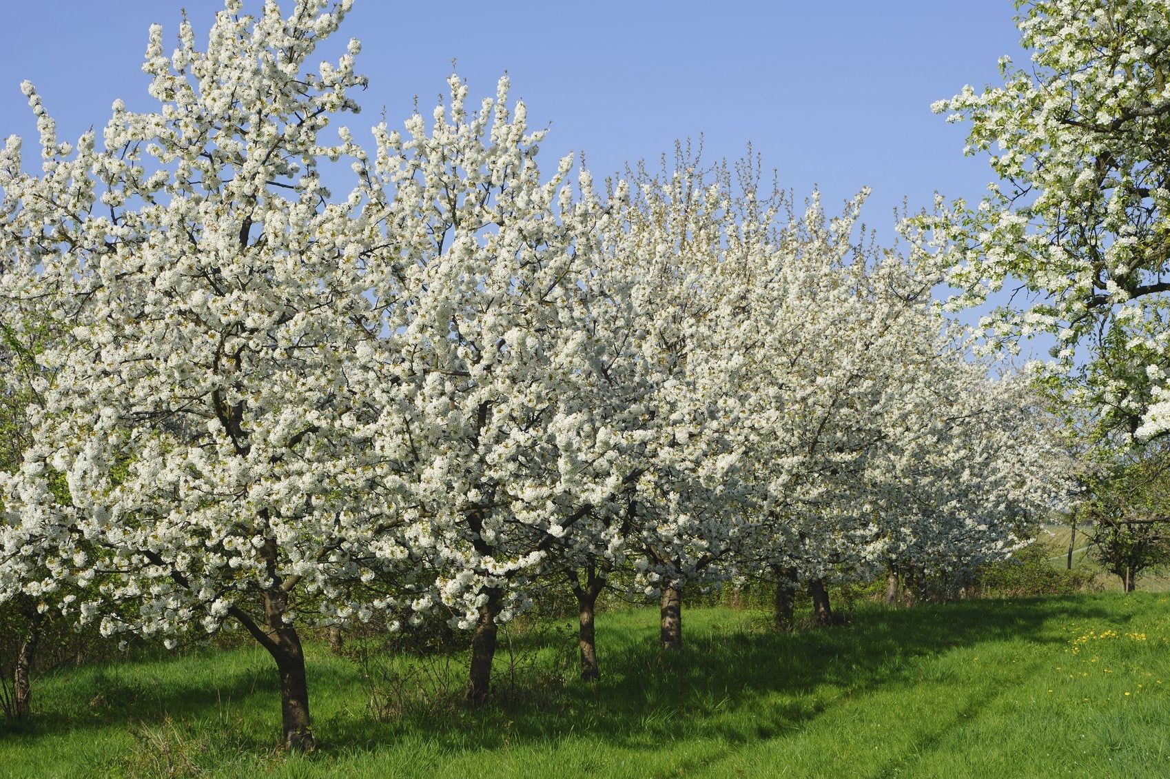 Fruit Tree Distance - Learn About Space Requirements For Fruit Trees In ...