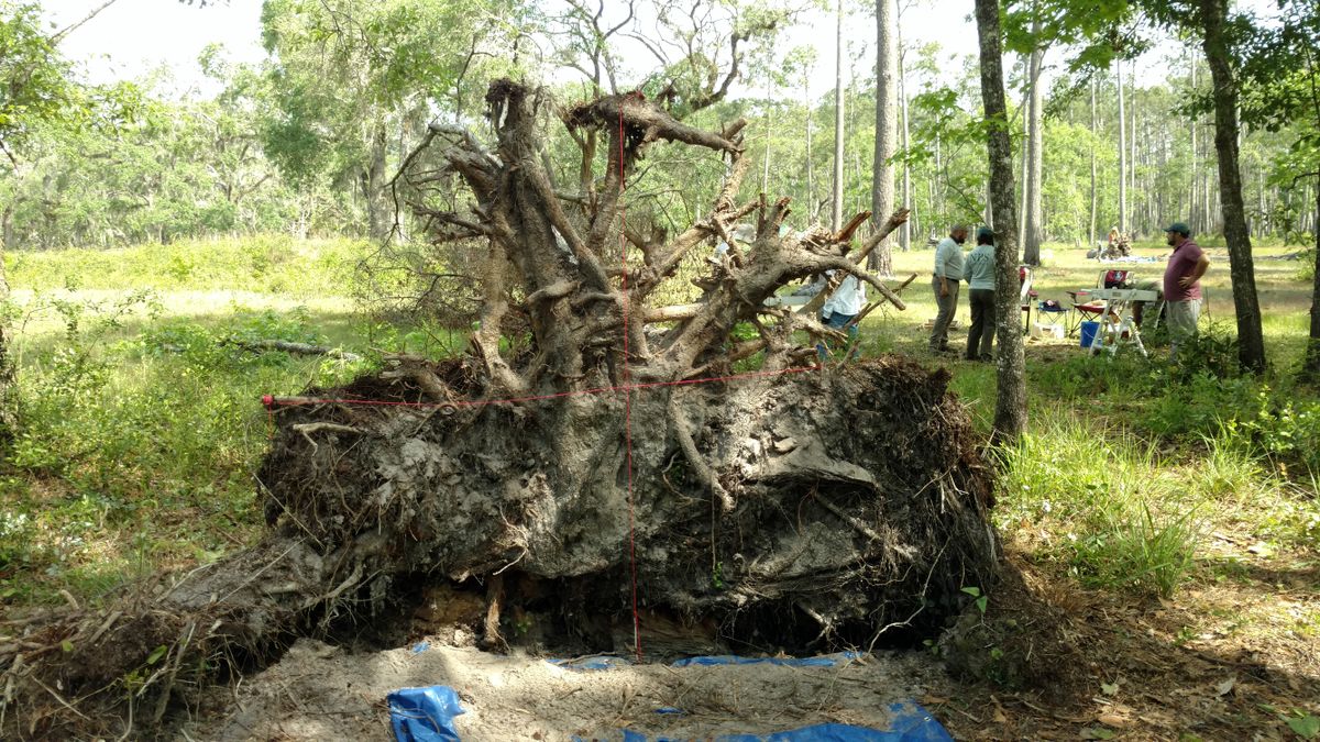 Photos: Hurricane Michael Toppled Over Trees and Uprooted 19th Century ...