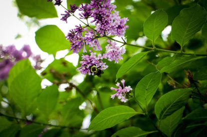 Rooting Lilac Cuttings - Taking Cuttings Of Lilac Bushes | Gardening ...