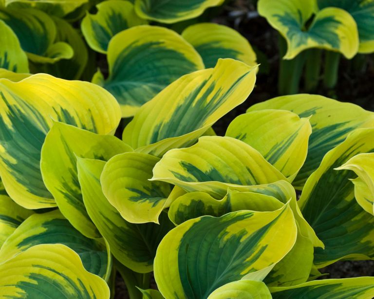 Hostas care and growing guide: tips for these foliage plants | Gardeningetc