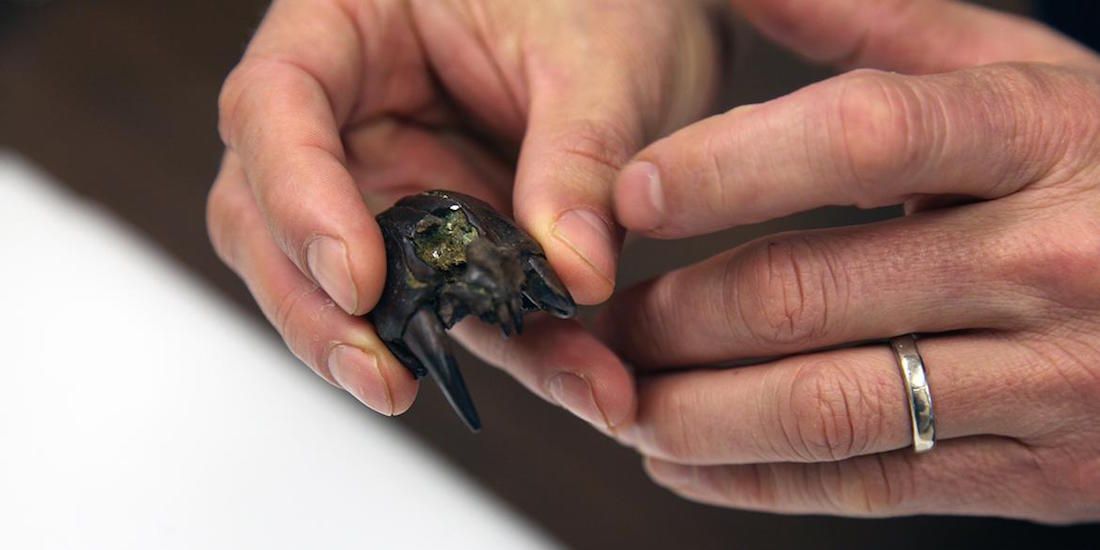 Ancient Marsupial Relative May Have Eaten Little Dinosaurs | Live Science