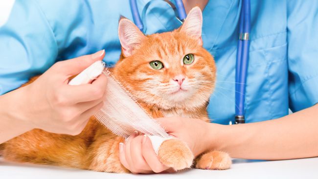 My cat is limping: Vet's guide to causes and what to do | PetsRadar