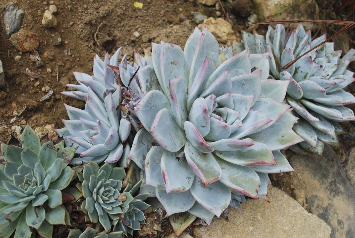 Dudleya Plant Info - Learn How To Care For Dudleya Succulents ...