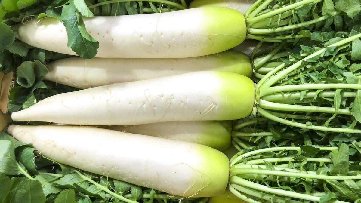 How to grow daikon radish in a home vegetable garden | Homes and Gardens