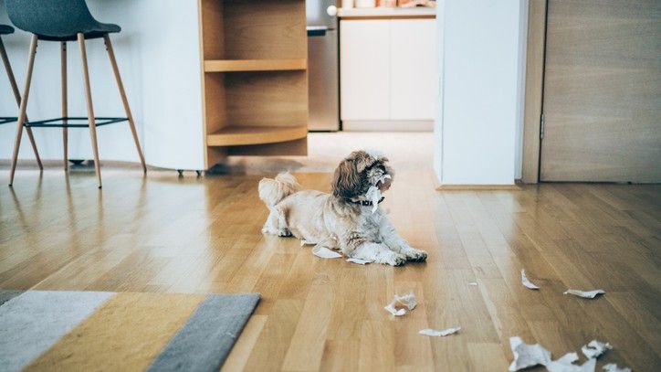 Ten of the hardest dogs to train | PetsRadar