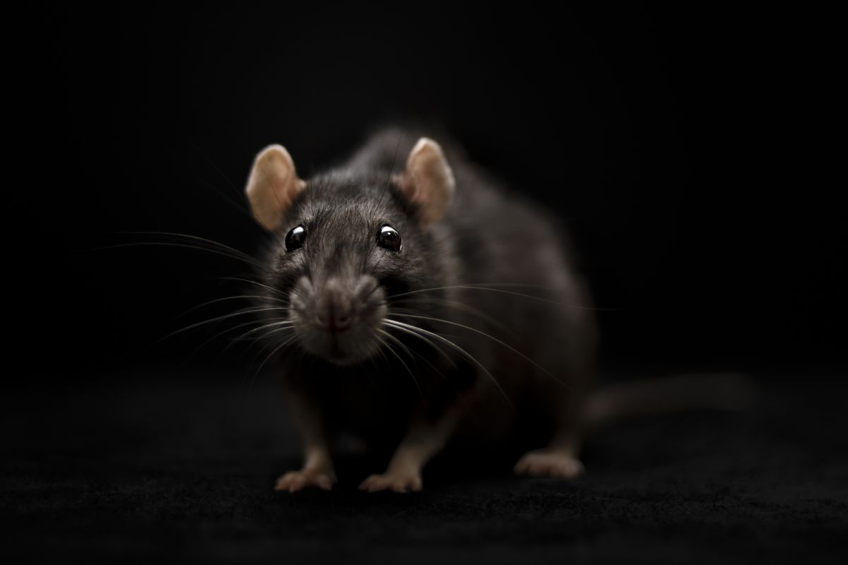 Rats: Facts about these thin-tailed, medium-size rodents | Live Science